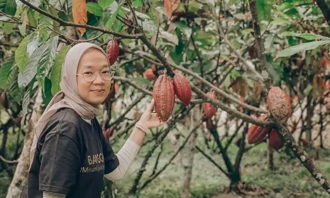 Apa Itu Cokelat Criollo Indonesia? Berikut Penjelasannya! - Cokelatin ...