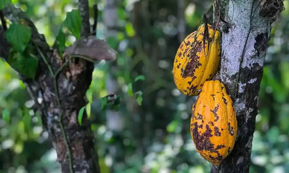 Ketahui Perbedaan Cocoa dan Kakao Berikut Penjelasannya! - Cokelatin ...