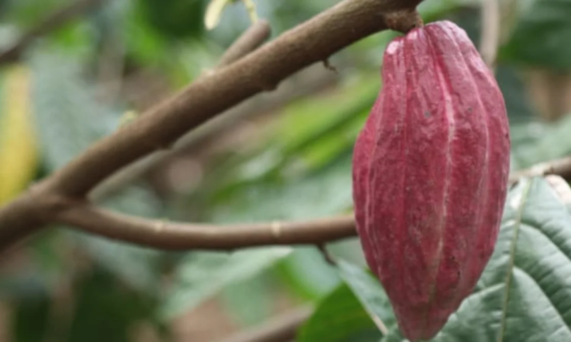 Berikut Keistimewaan Biji Coklat Criollo Dibandingkan lainnya ...